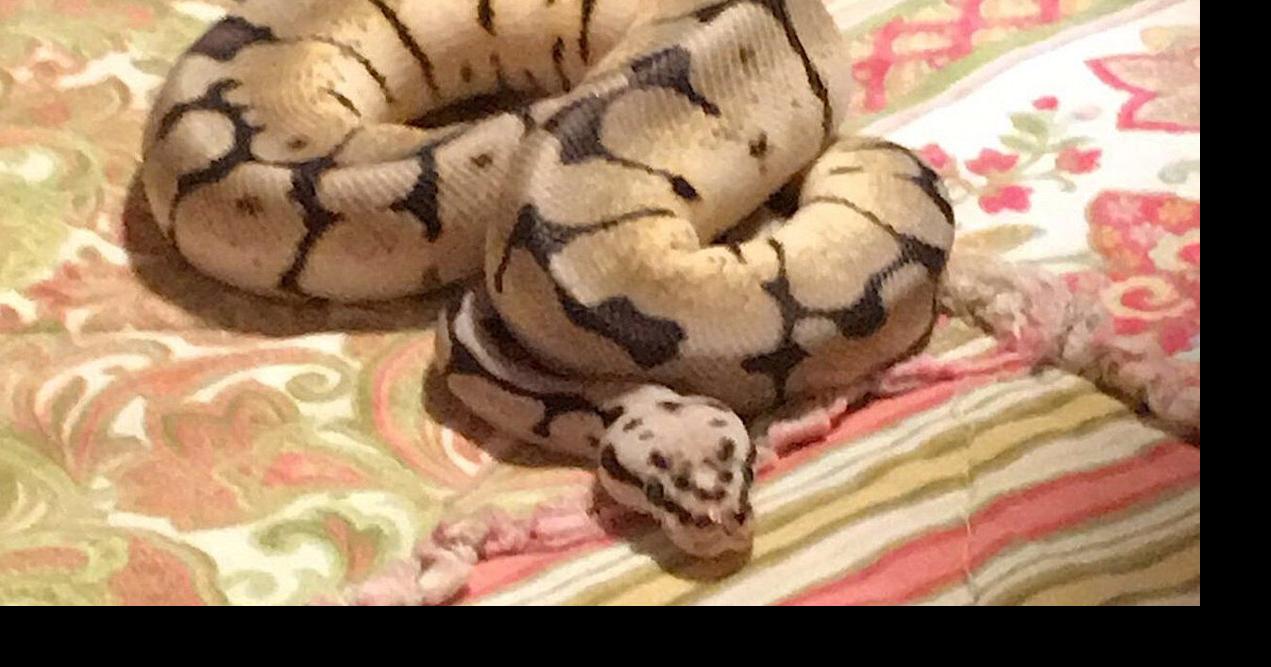 Iowa County sheriff on the lookout for stolen python | Archive | wkow.com