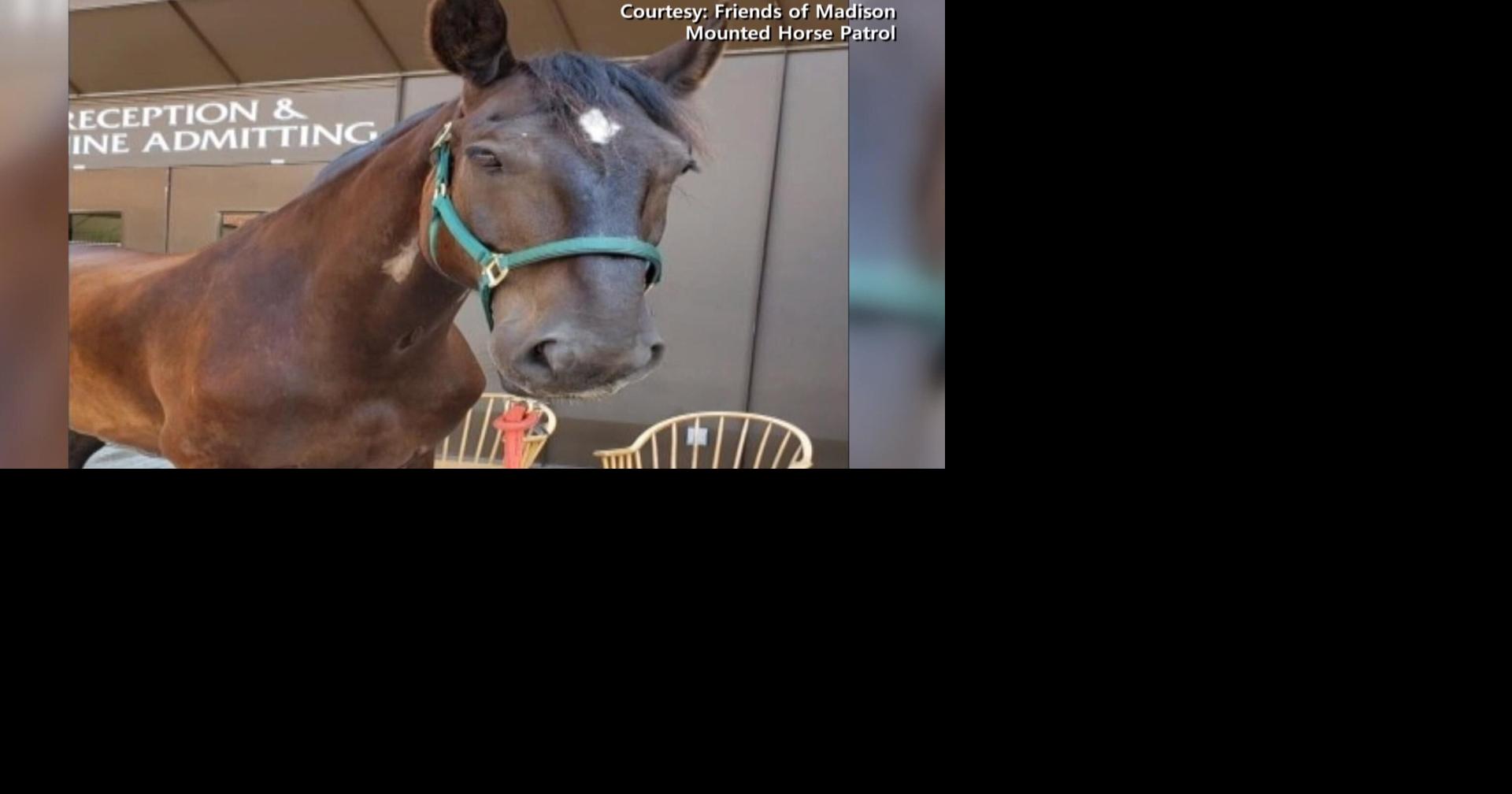 Madison Mounted Patrol horse recovering from emergency surgery ...