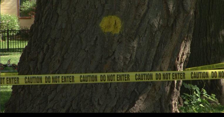 Madison neighbors work to protect oak tree scheduled to be removed ...