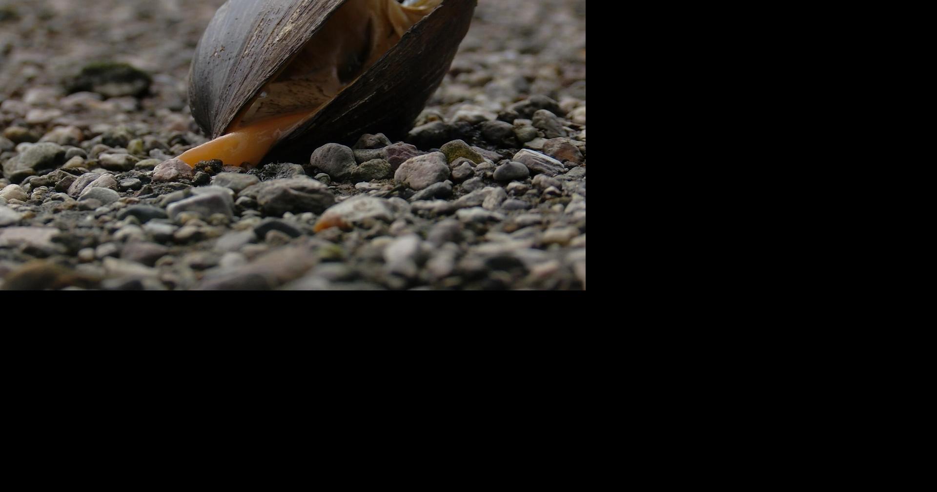 Thousands of clams stranded along the Wisconsin River | News | wkow.com