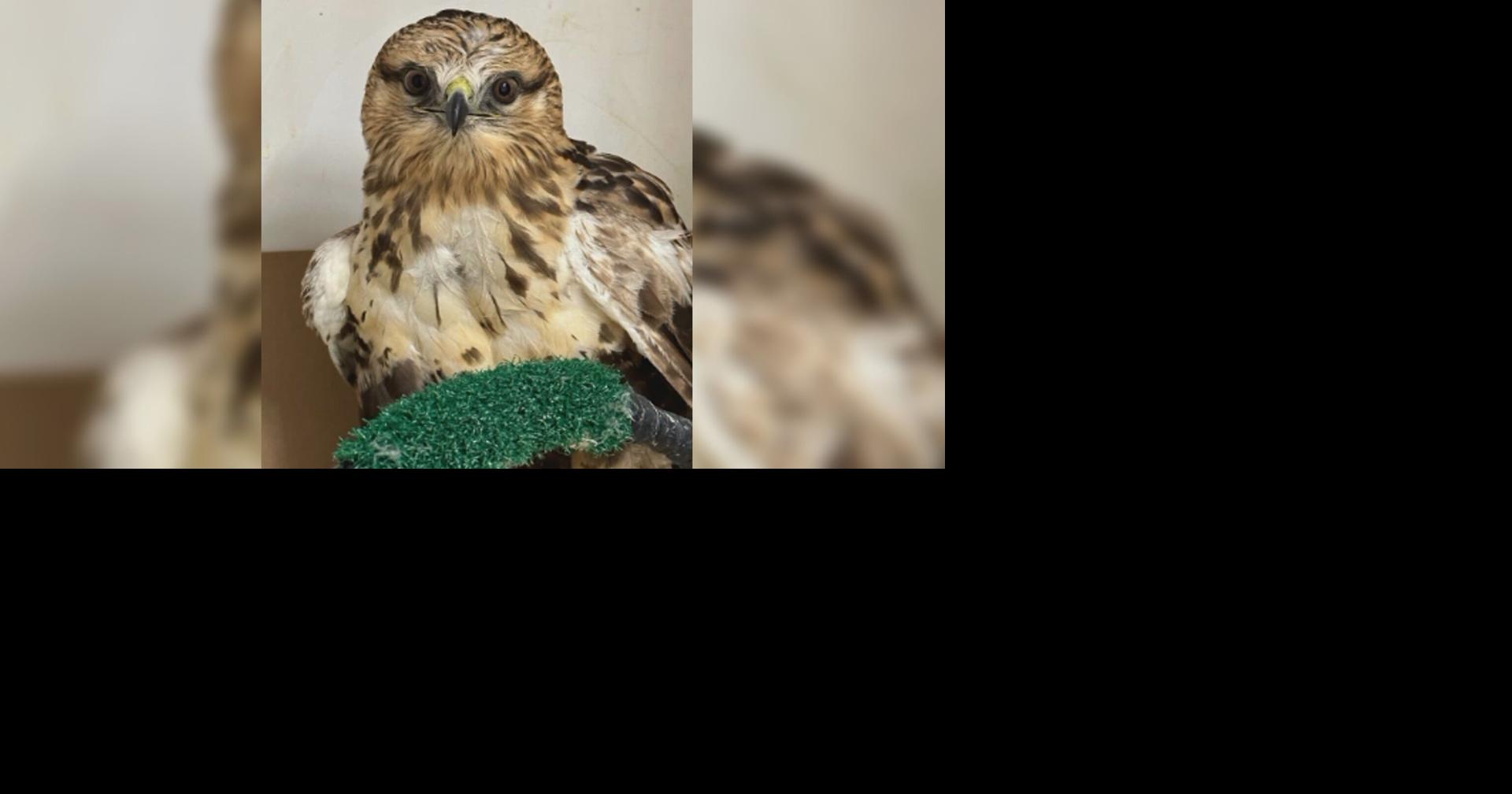 12-year-old girl helps rescue rare hawk in Rock County | News | wkow.com