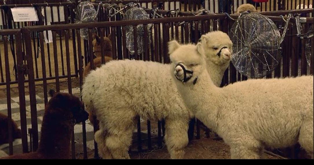 Hundreds of alpacas compete for gold at the Great Midwest Alpaca ...