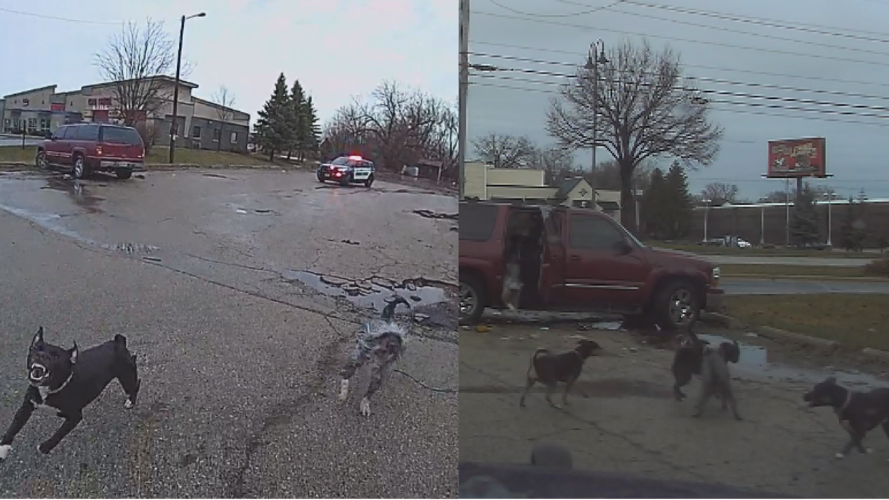 WATCH: Bodycam footage shows several dogs attack officers | News | wkow.com