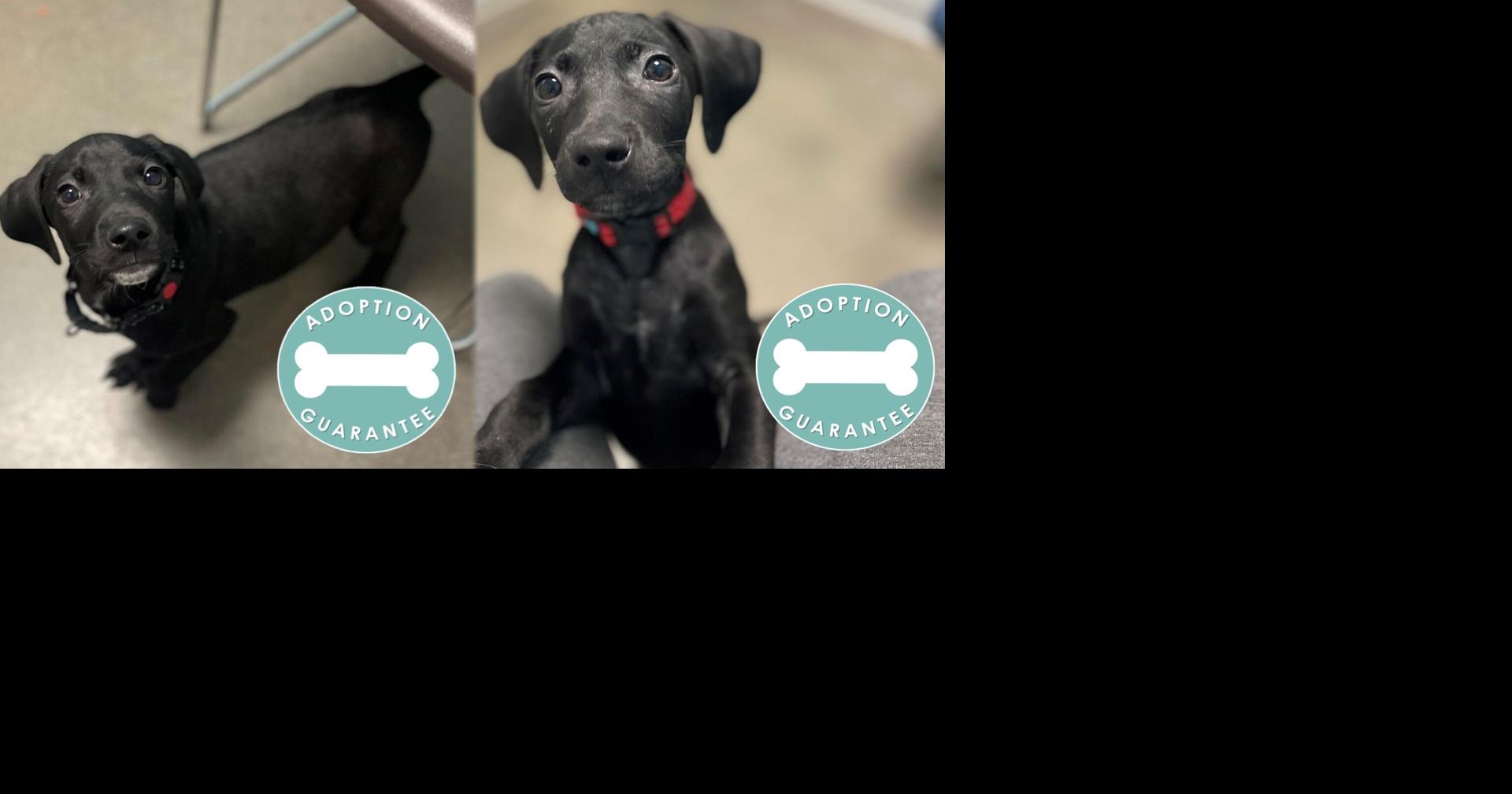 Pet(s) of the Week: Uncle Joey and Stephanie! | News | wkow.com