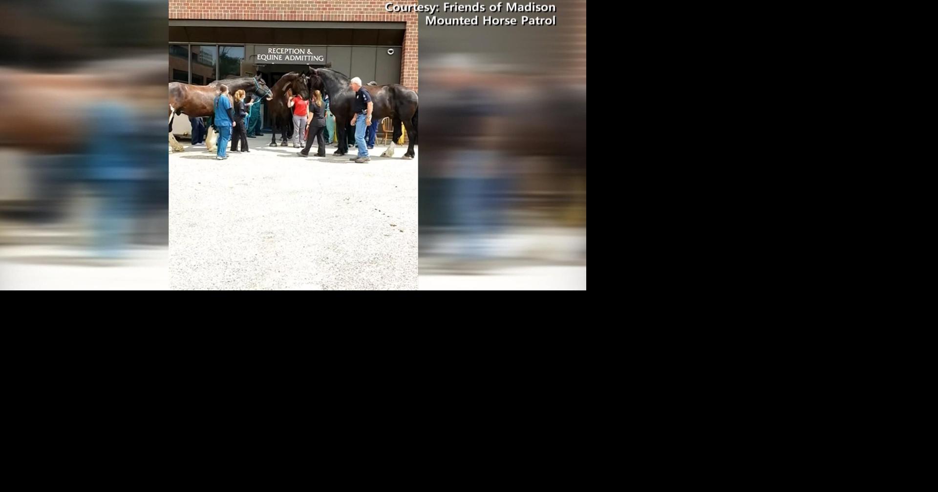 Madison Mounted Patrol horse is home after colic surgery | Archive ...
