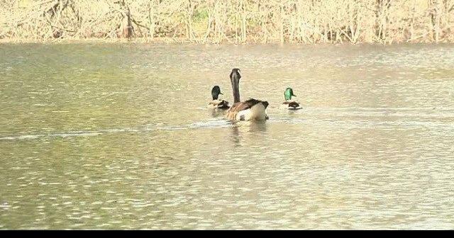 Wildlife impacted by Husky explosion rehabbed, released back into the ...