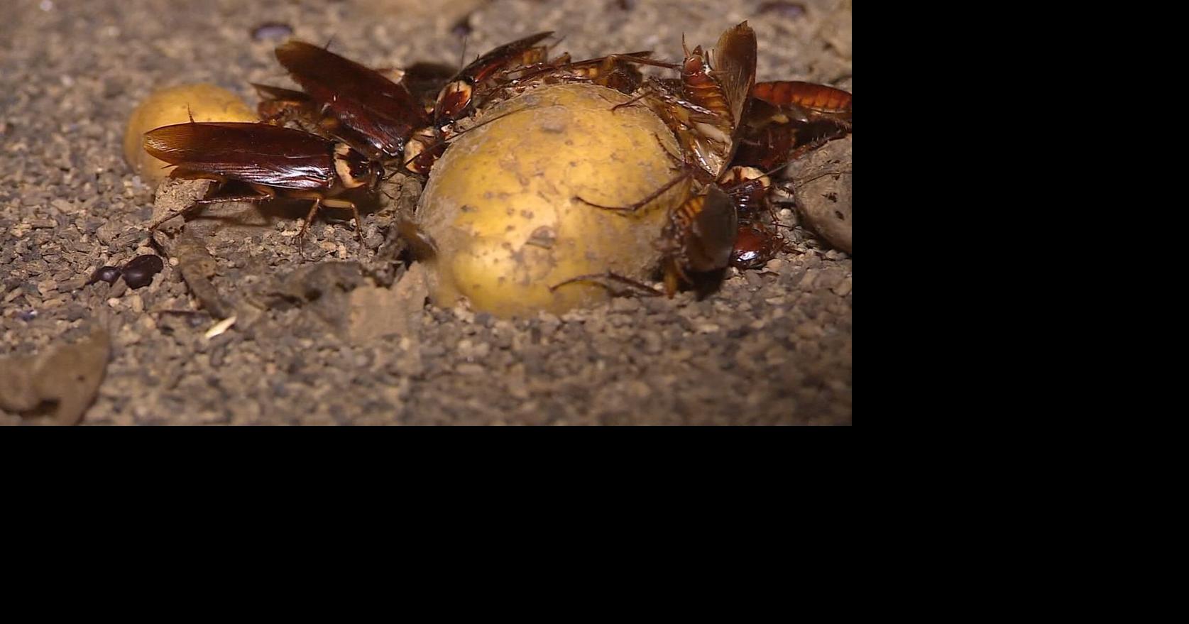 Zoo will feed cockroach named after your ex to animals | Wake Up ...