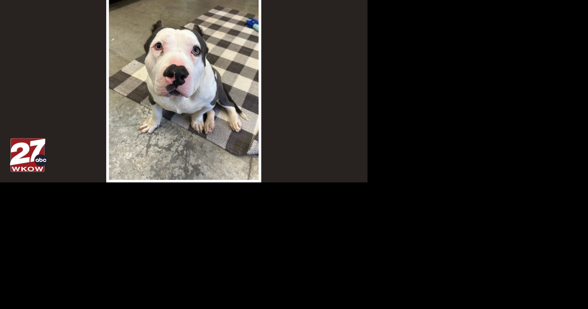 Pet of the Week: Meet Norbit! | News | wkow.com