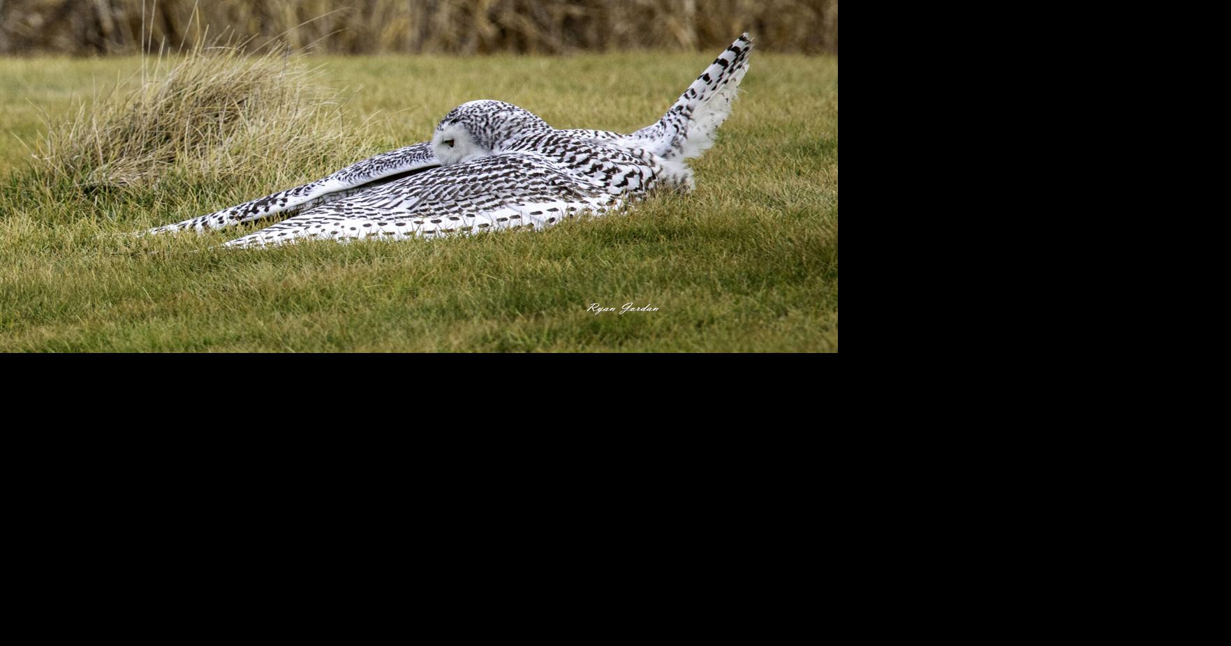 Wisconsinites gather in New Glarus to capture photos of a snowy owl ...