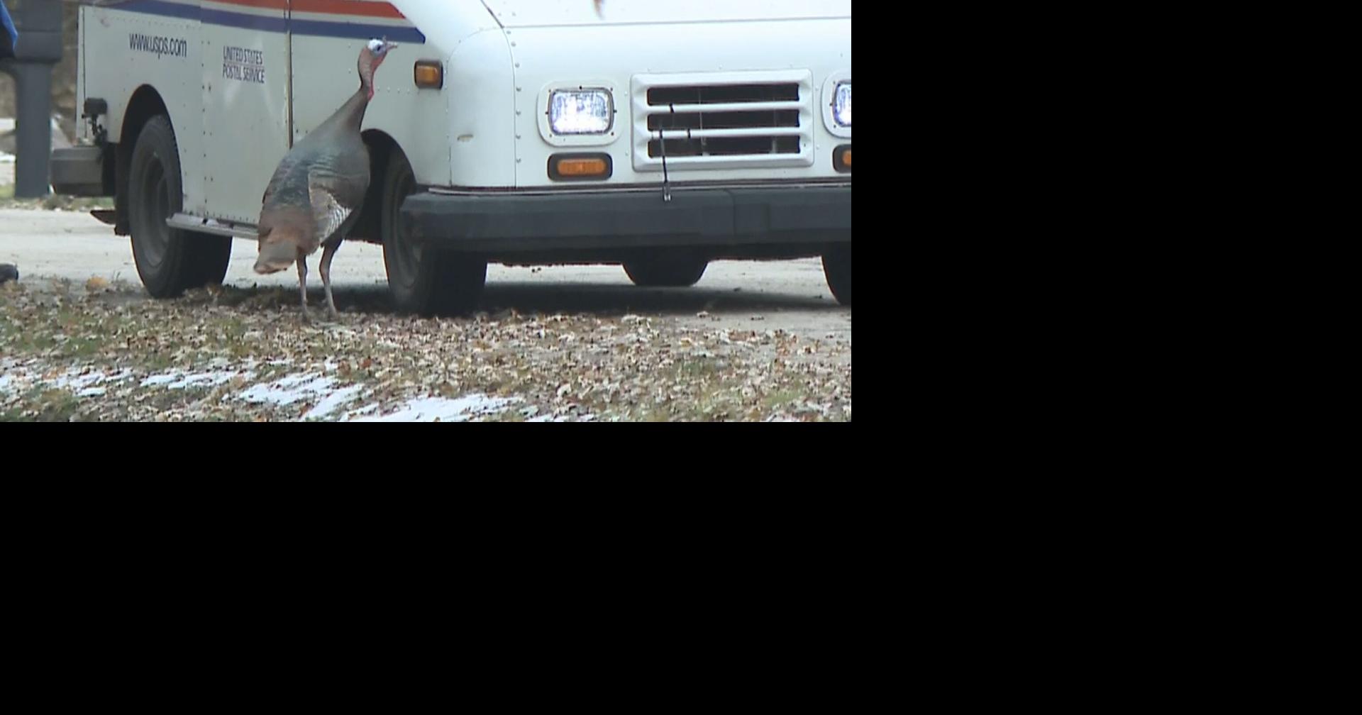 Turkey follows Waukesha mailman | Archive | wkow.com