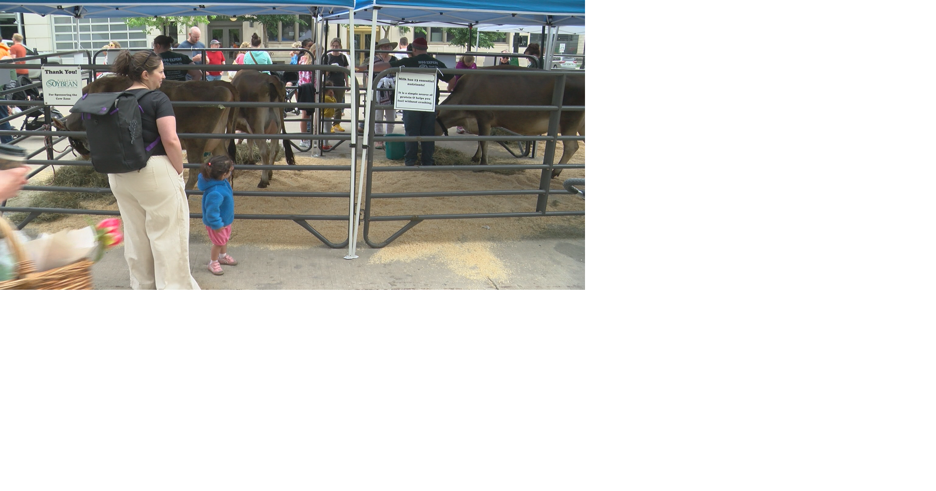 Cows take over Madison's Capitol Square for 'Cows on the Concourse ...