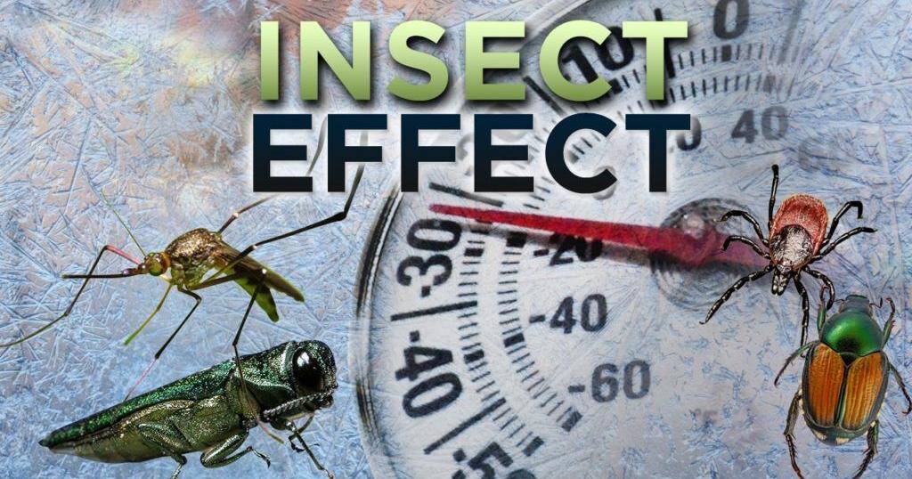 Winter cold blast may kill off certain species of insects this summer ...