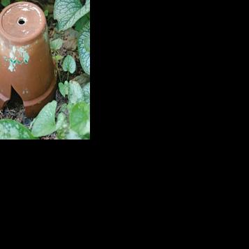 Attracting Toads to Your Garden | Wake Up Wisconsin | wkow.com