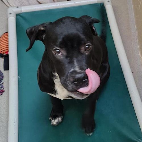 Pet of the Week: Meet Piglet! | News | wkow.com