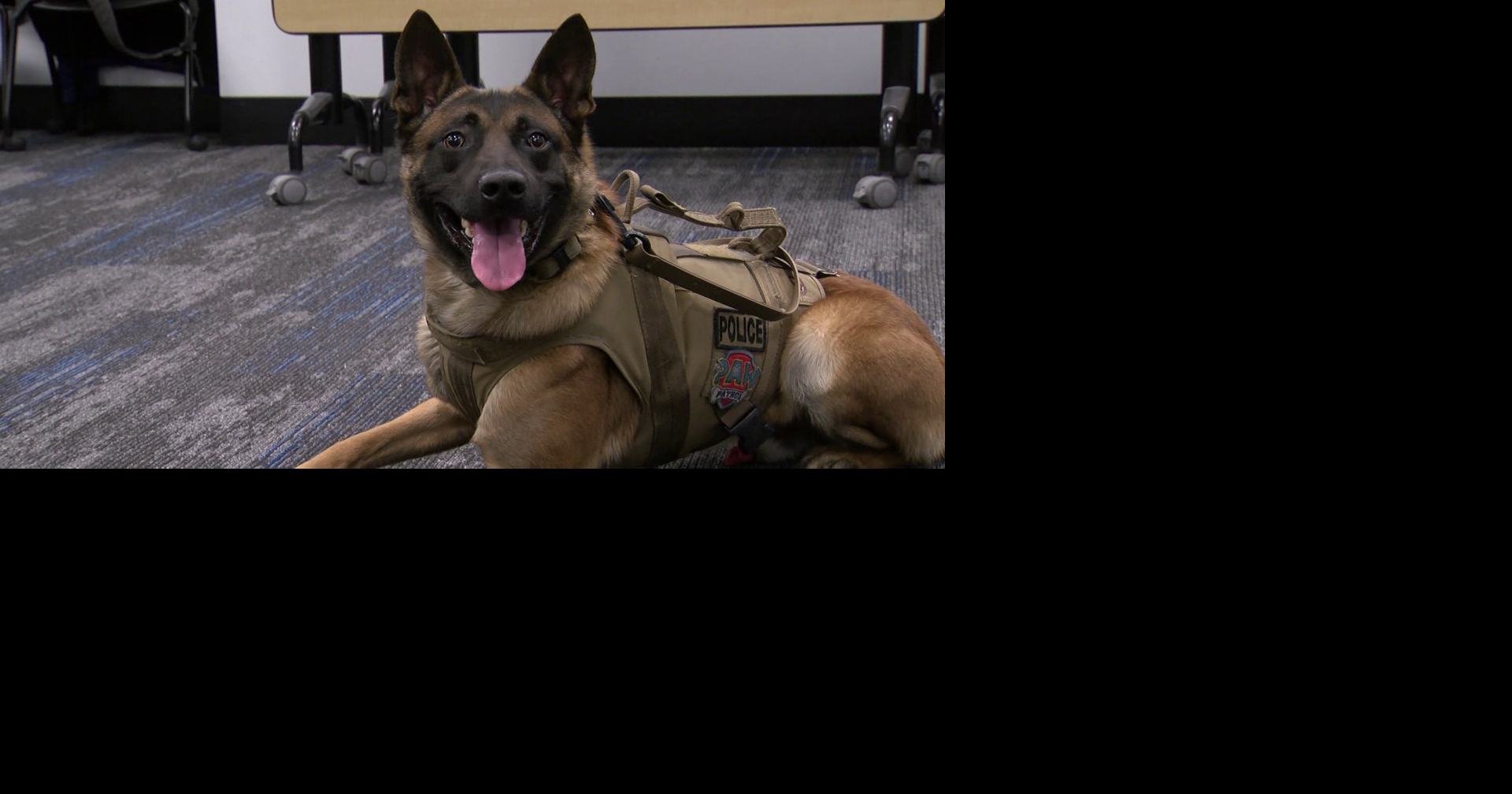 Madison Police Dept. awards badges to new members of K-9 unit | News ...