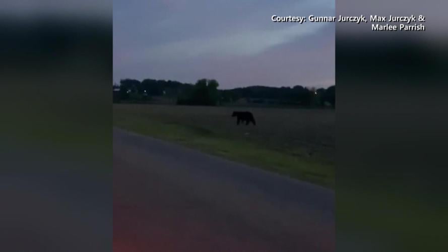 Learning to live with the bears; Black bears seen roaming yards in ...