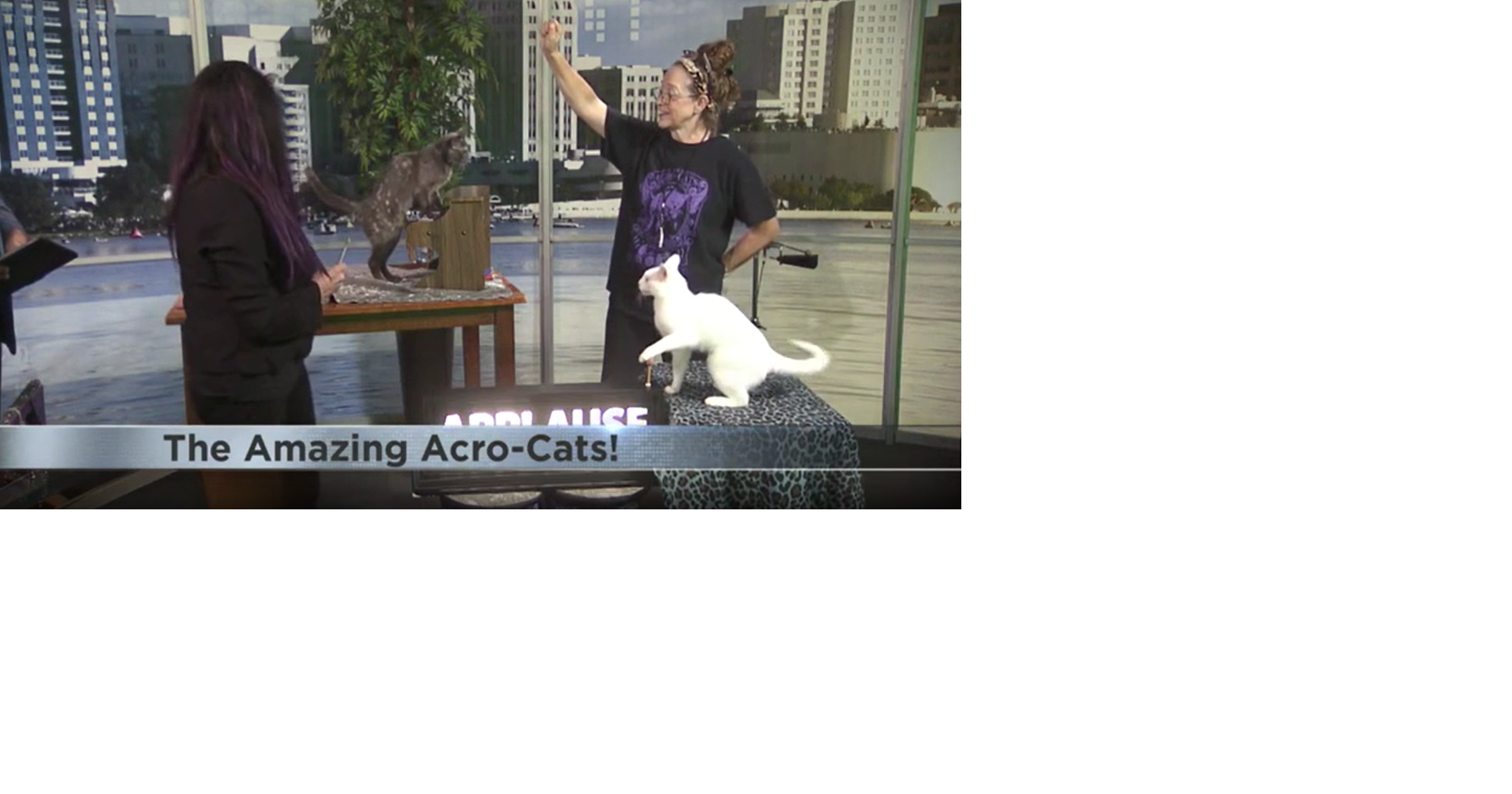 The Amazing Acro-Cats visit the WKOW studio | News | wkow.com