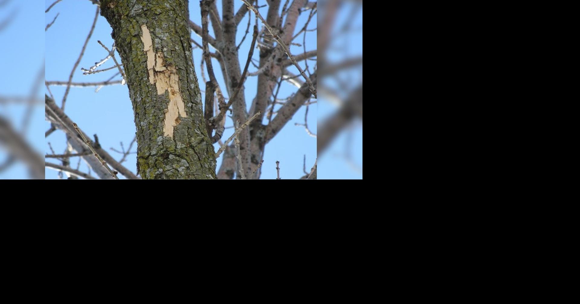 Watch for signs of emerald ash borer infestation this Winter ...