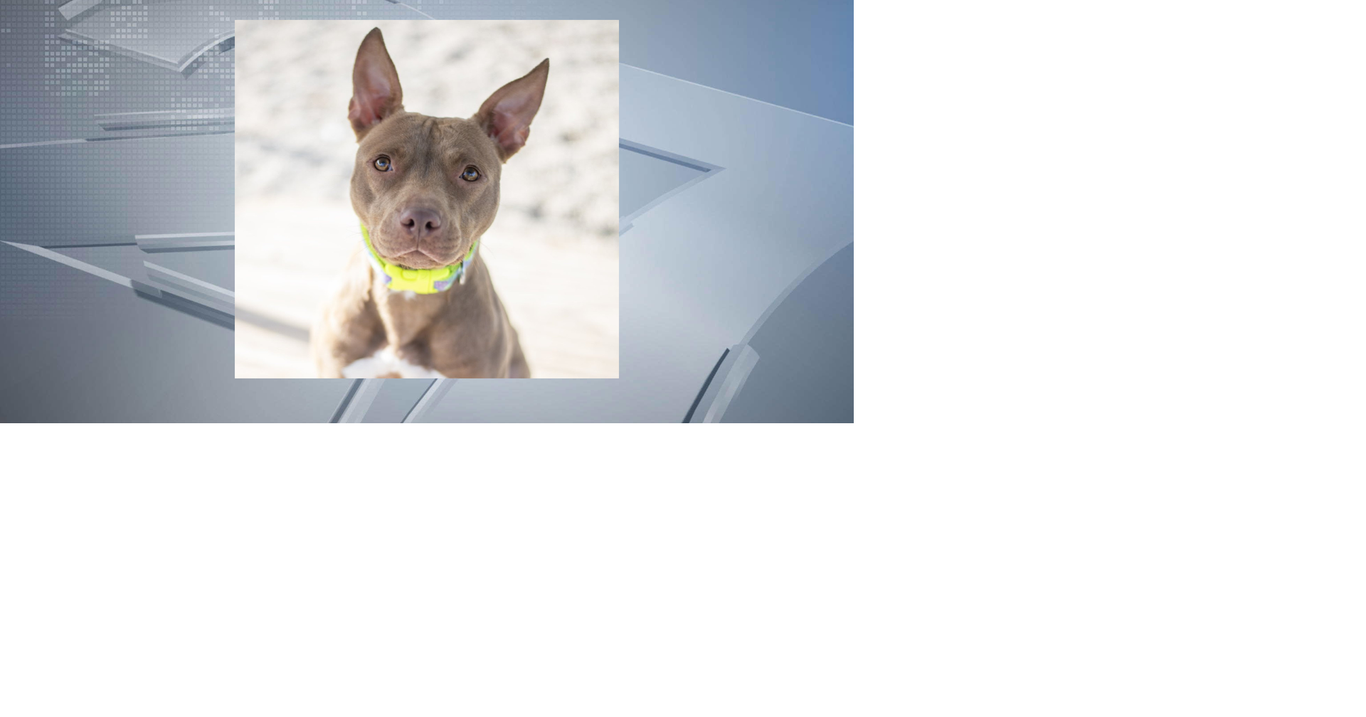 Pet of the Week: Meet Resa! | News | wkow.com
