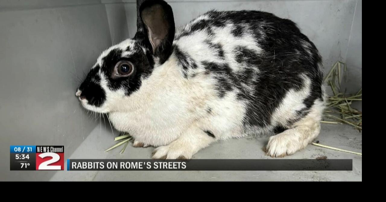 Rome rabbit rescue | Video | wktv.com