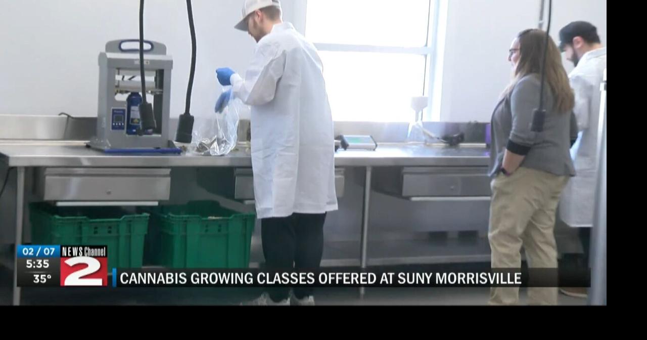 Cannabis growing classes offered at SUNY Morrisville | Local | wktv.com