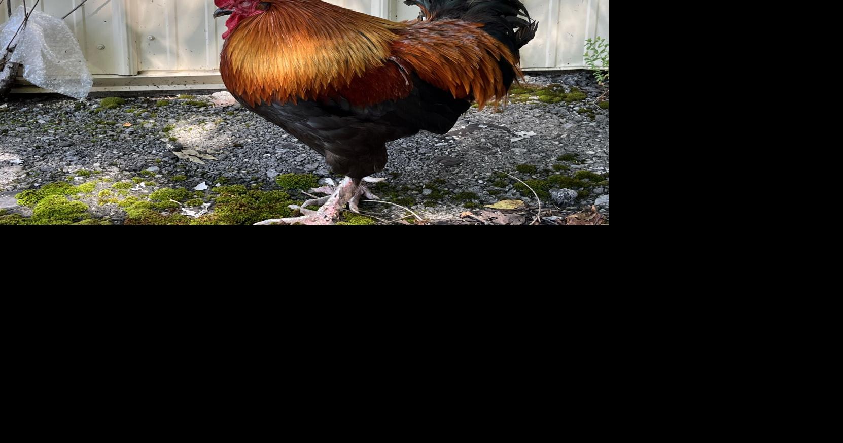 Runaway Rooster—The Story of JAY-K's Lumber Yard Bird | News | wktv.com