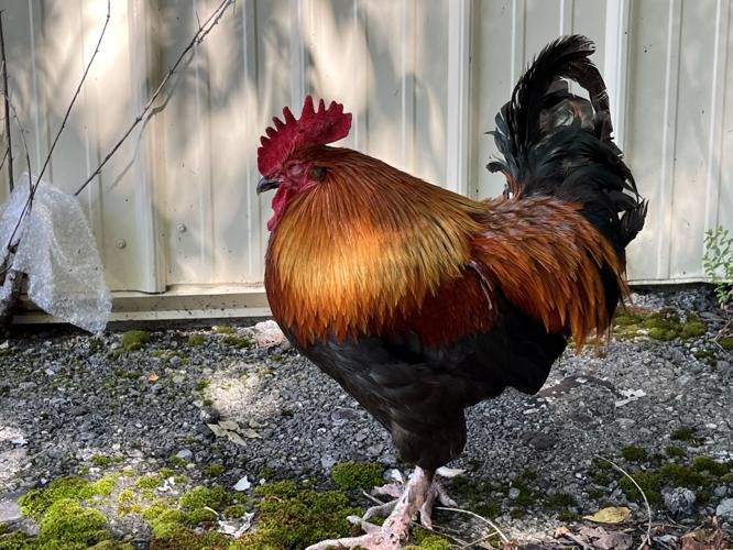 Why'd the Chicken Cross the Road? To Find a New Home | News | wktv.com