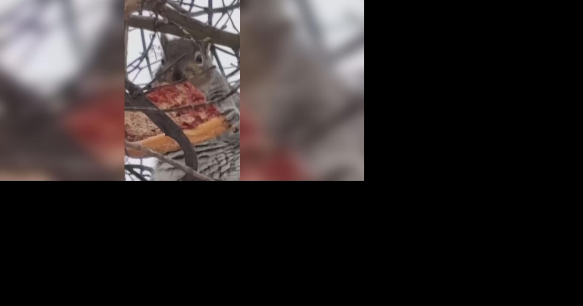 Caught on Camera: Squirrel Enjoys Slice of Tomato Pie | Local Business ...