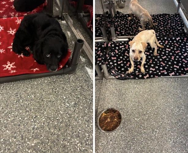 UPDATED: Rome Police Investigate Animal Cruelty After 2 Dogs Abandoned ...