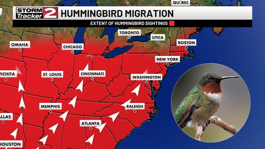 Hummingbirds Likely Reaching Mohawk Valley in Next Few Days | News ...