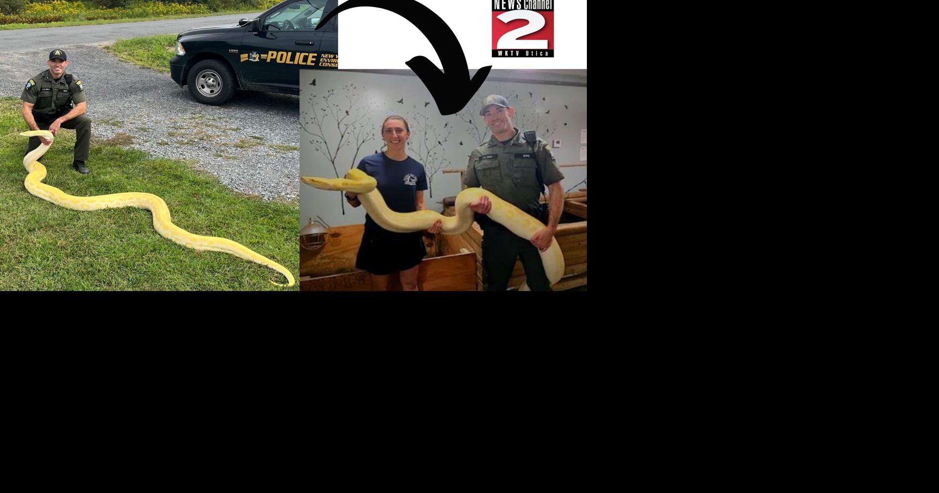 'Gentle Giant:' Python Seized from New Hartford Home Now Resides at ...