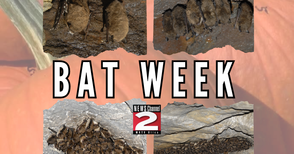 Bat Week Kicks Off—State DEC Encourages New Yorkers to Help Protect ...