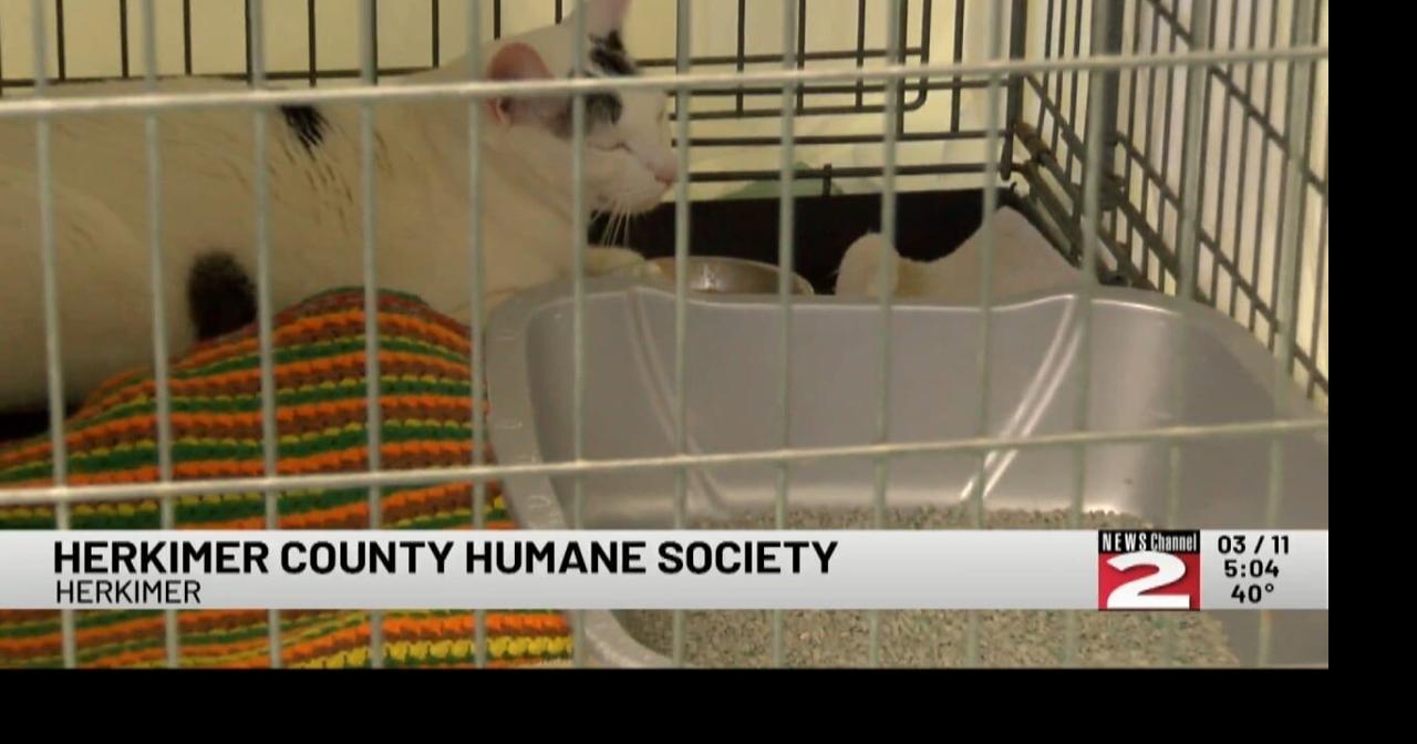 Cat Abandoned at Herkimer County Humane Society Over Weekend | Local ...