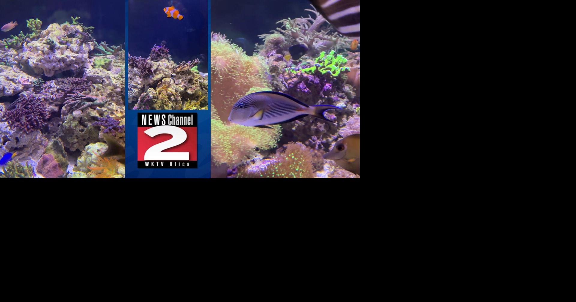Utica Zoo Opens Coral Reef Exhibit | Local | wktv.com