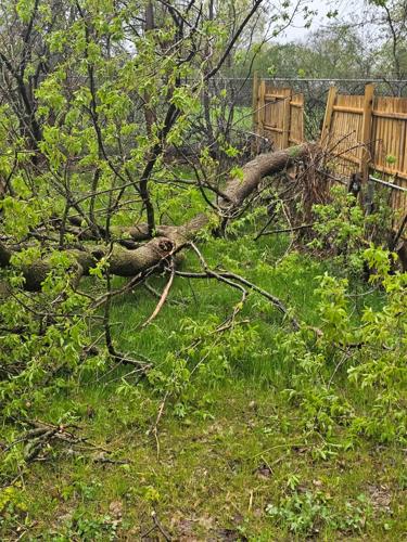 77-mph Winds: Trees and Wires Reported Down as Storm Packs a Punch in ...