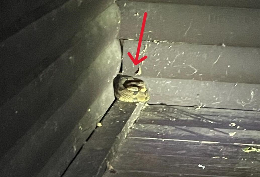 Rattlesnakes in New York? Yes! And They're More Common Than You Might ...