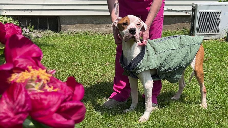 A New 'Leash' On Life: Rhett Goes to a Foster Home | Local | wktv.com