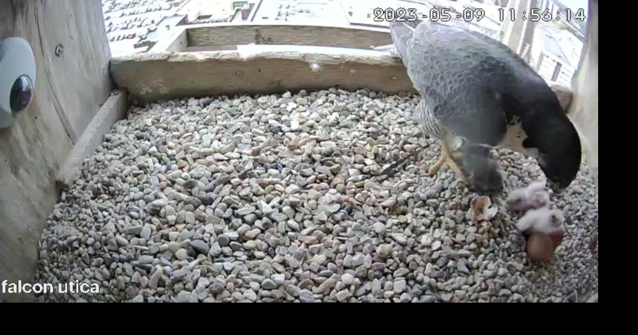 Utica's peregrine falcons welcome new hatchlings | Community | wktv.com