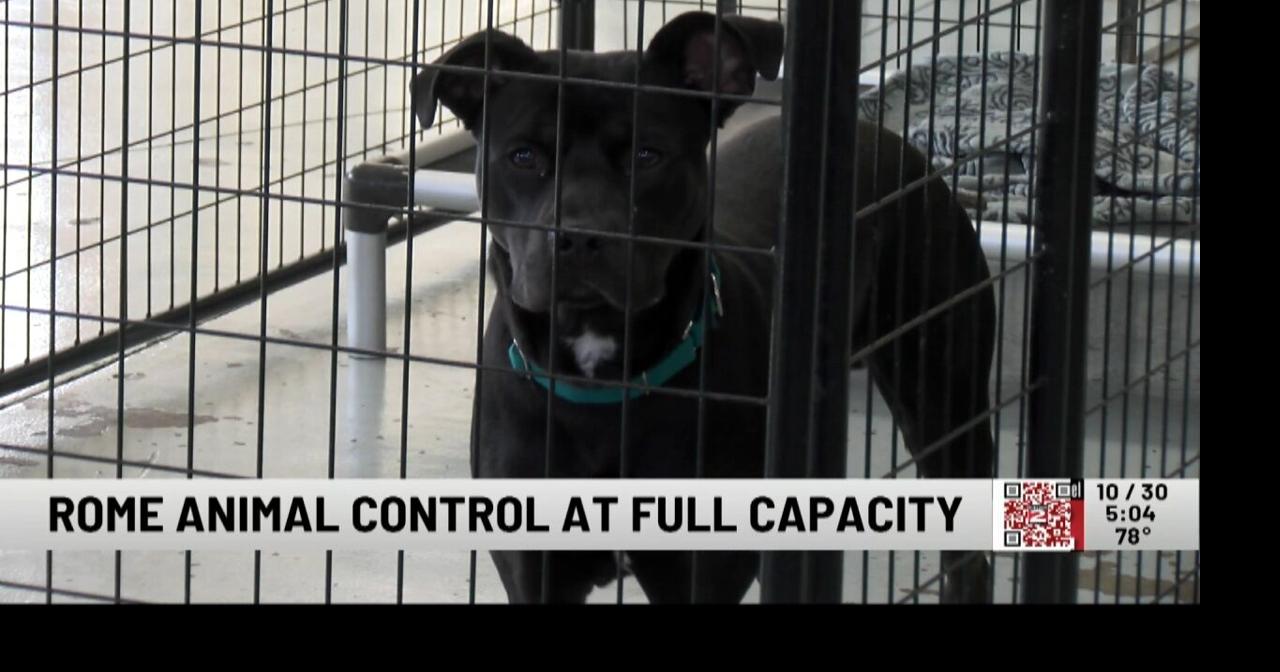 Rome Animal Control and Humane Society at Full Capacity | News | wktv.com