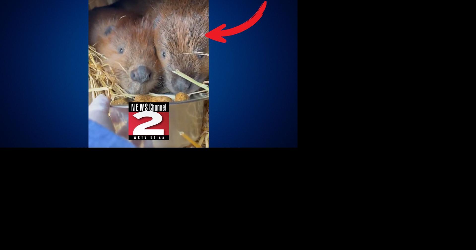 Missing Utica Zoo Beaver 'Cauliflower' Struck, Killed by Car Near ...