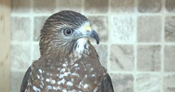 Falcon Heart Rescue: A Place for Raptors to Get a Second Chance ...