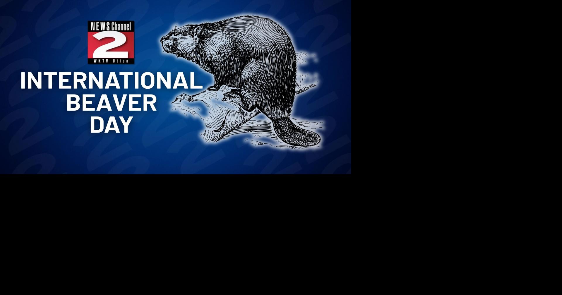 'International Beaver Day' and Its Local Connection | Education | wktv.com