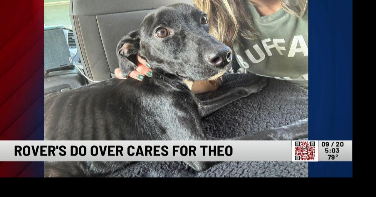 Rover's Do Over Helps Dog in Dire Need | Local | wktv.com