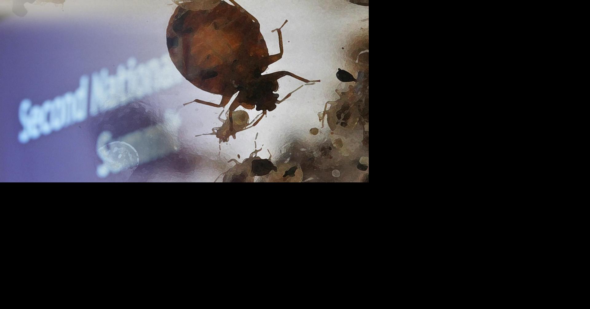 2 Area Locations Dealing with Bed Bugs | Health | wktv.com