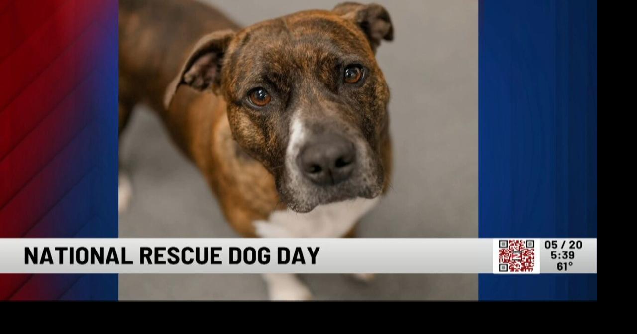 National Rescue Dog Day: Mohawk Valley Shelter Dogs Need Homes | Video ...
