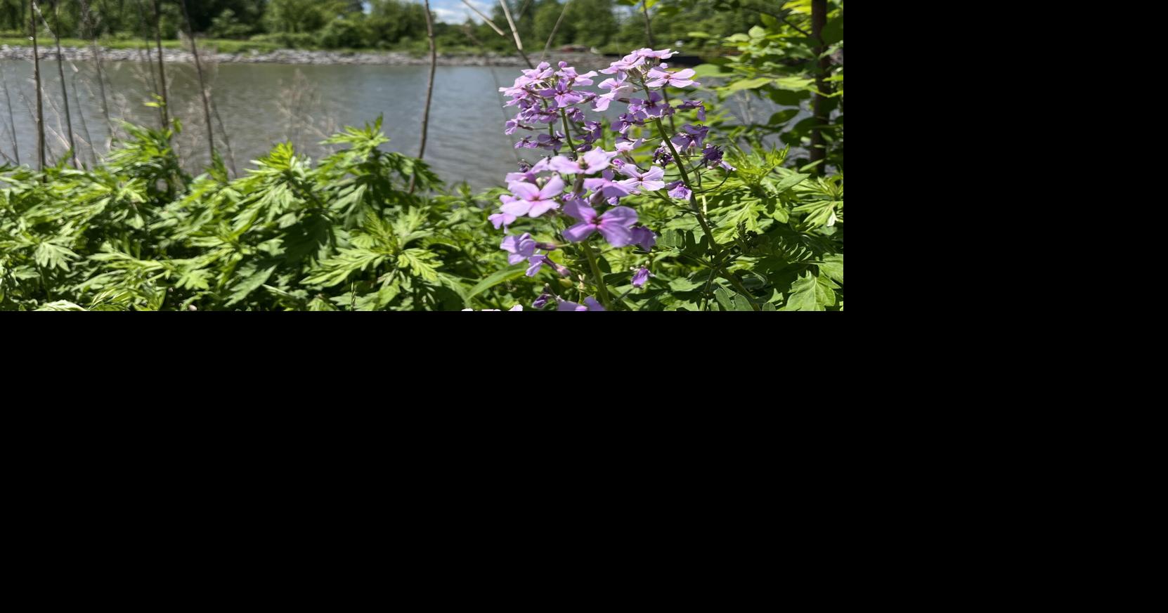 IN PHOTOS: Flowers Along the Canal in Utica | | wktv.com