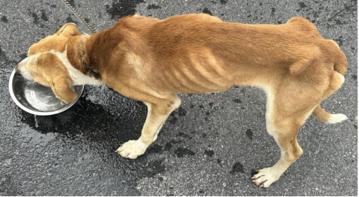 'This is Not How Our Animals Should be Treated'—2 Emaciated Oneida ...