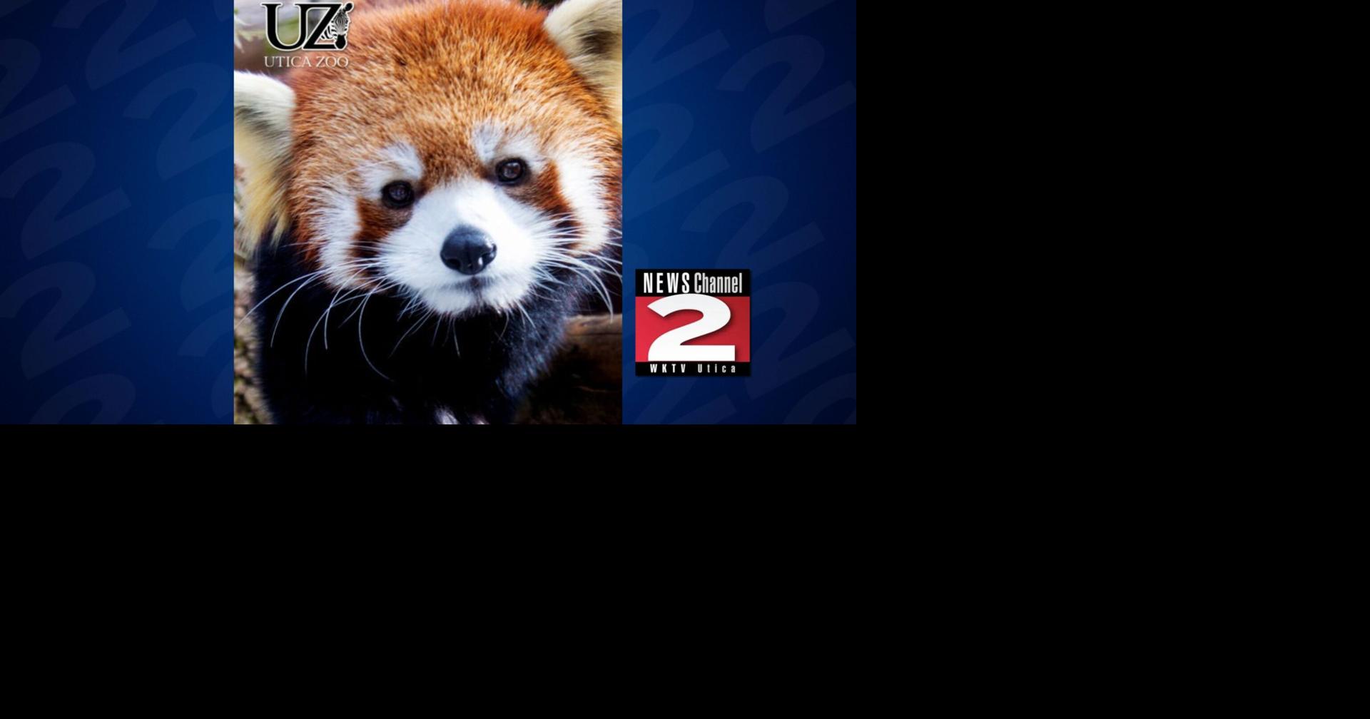 Red Panda Fun at Utica Zoo's Celebration This Saturday | Education ...
