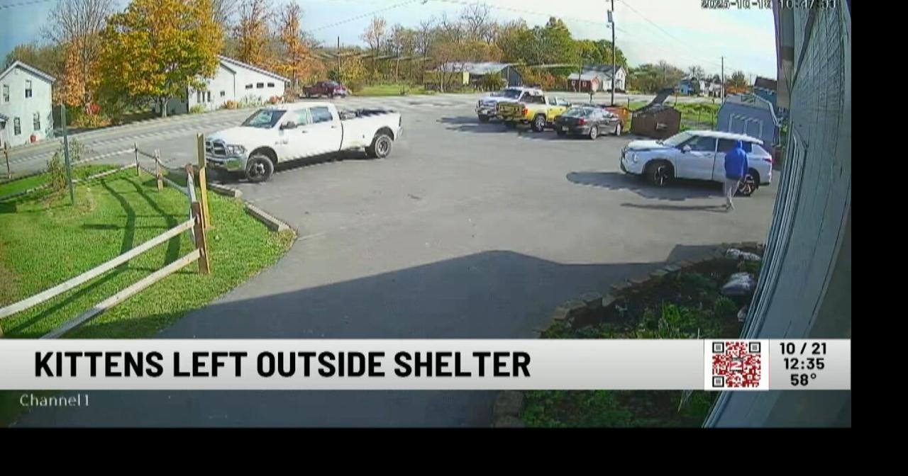 Kittens Left in Parking Lot Outside Local Humane Society | Local | wktv.com