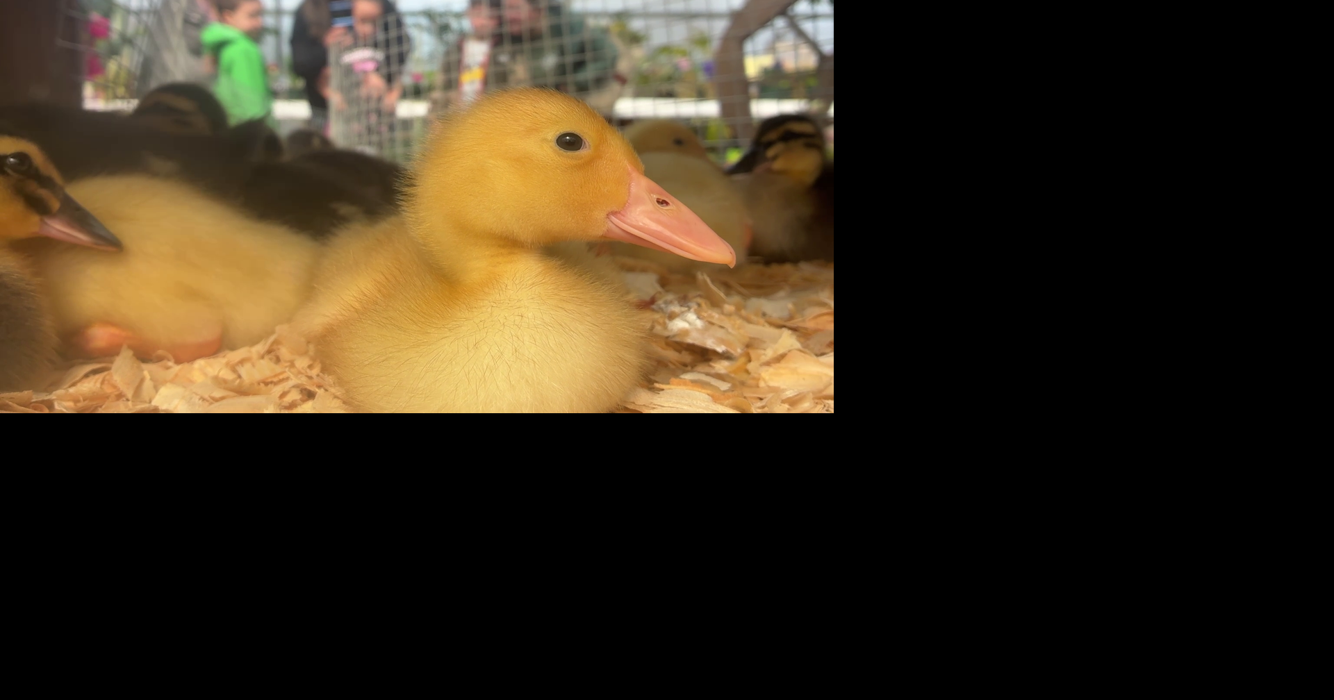 Utica Flower Shop Welcomes Families for Easter With Blooming Tulips and ...